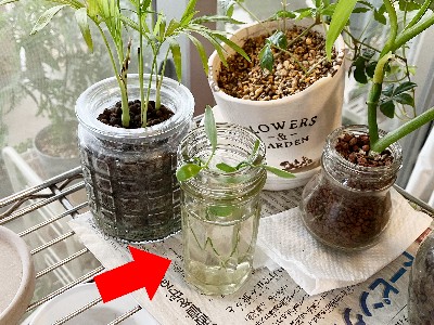 植物育成ライトは効果ない？実際に使ってみた結果をブログで更新中 | 観葉植物ラボ